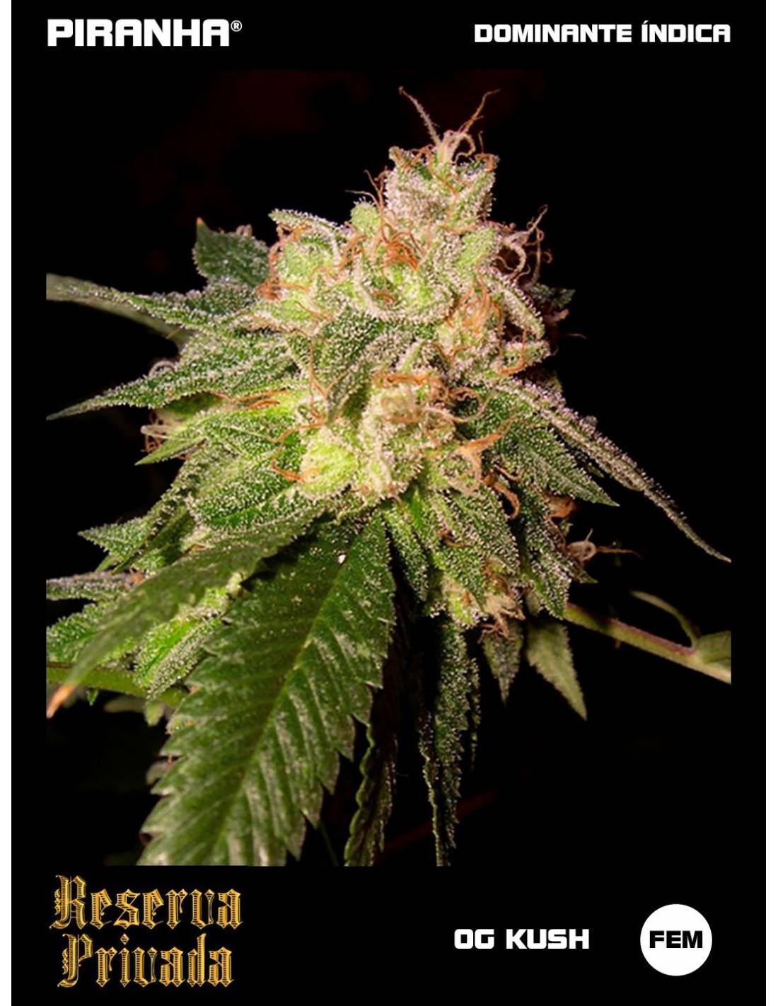 Semillas OG Kush 3 unidades