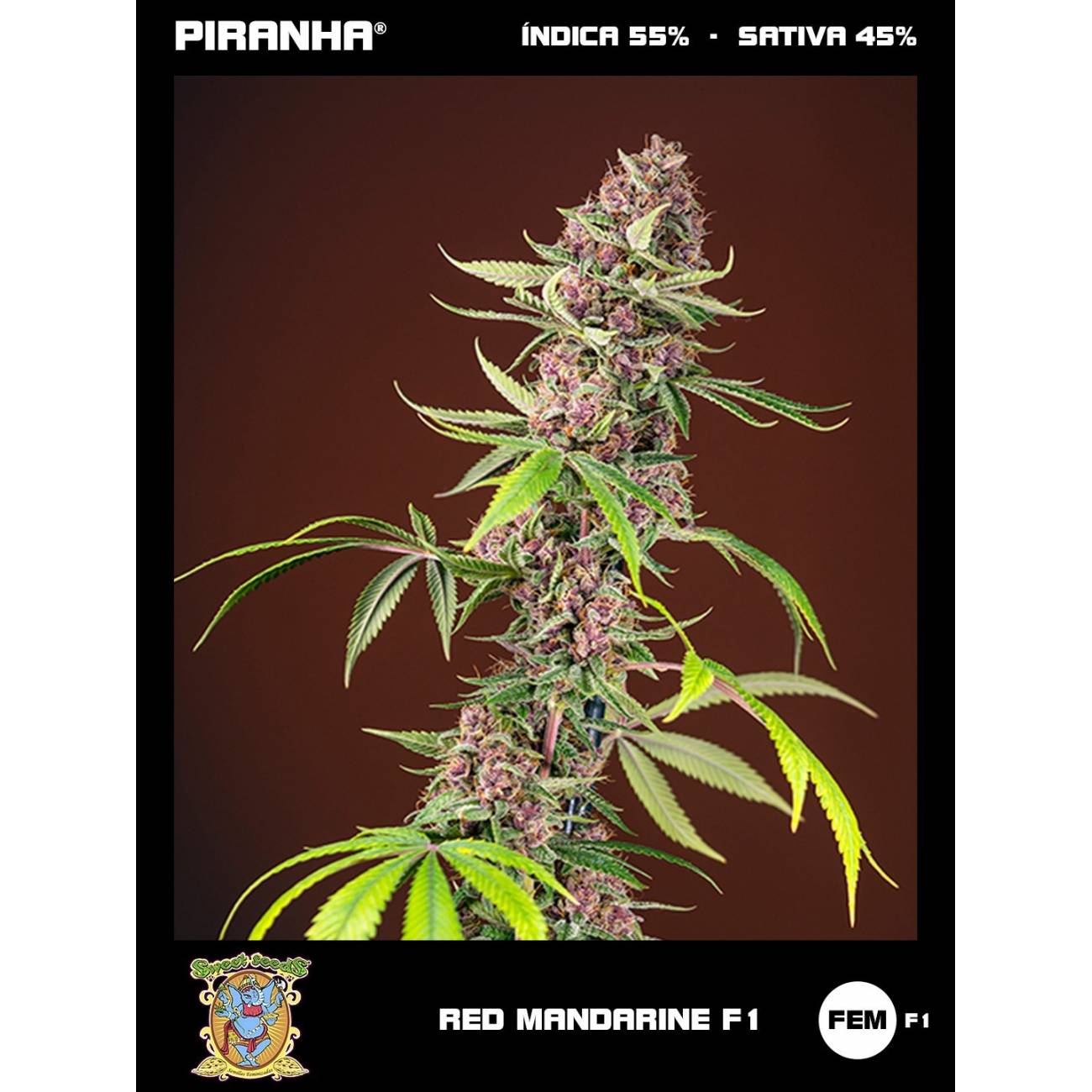 Semillas de Sweet Seeds - Red Mandarine F1