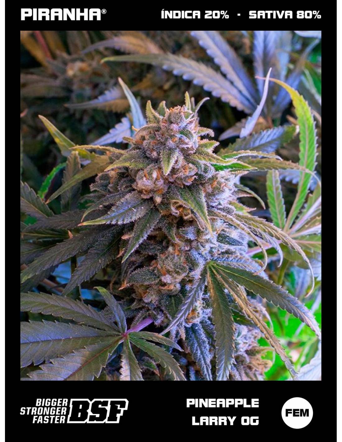 Pineapple Larry OG (2u/4u/7u/12u)